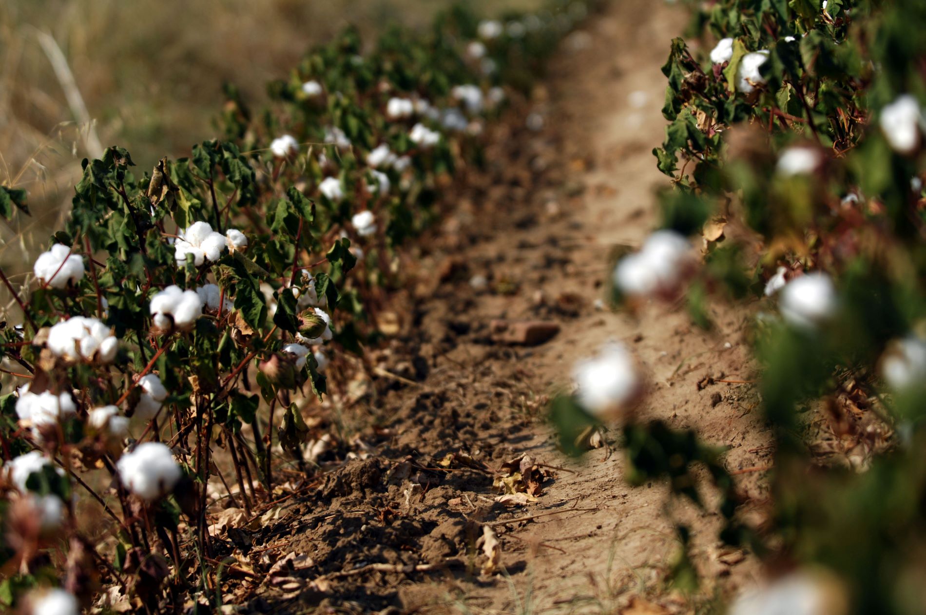 ΟΠΕΚΕΠΕ: Μέχρι πότε θα είναι ανοιχτό το ΟΣΔΕ 2024 για διορθώσεις
