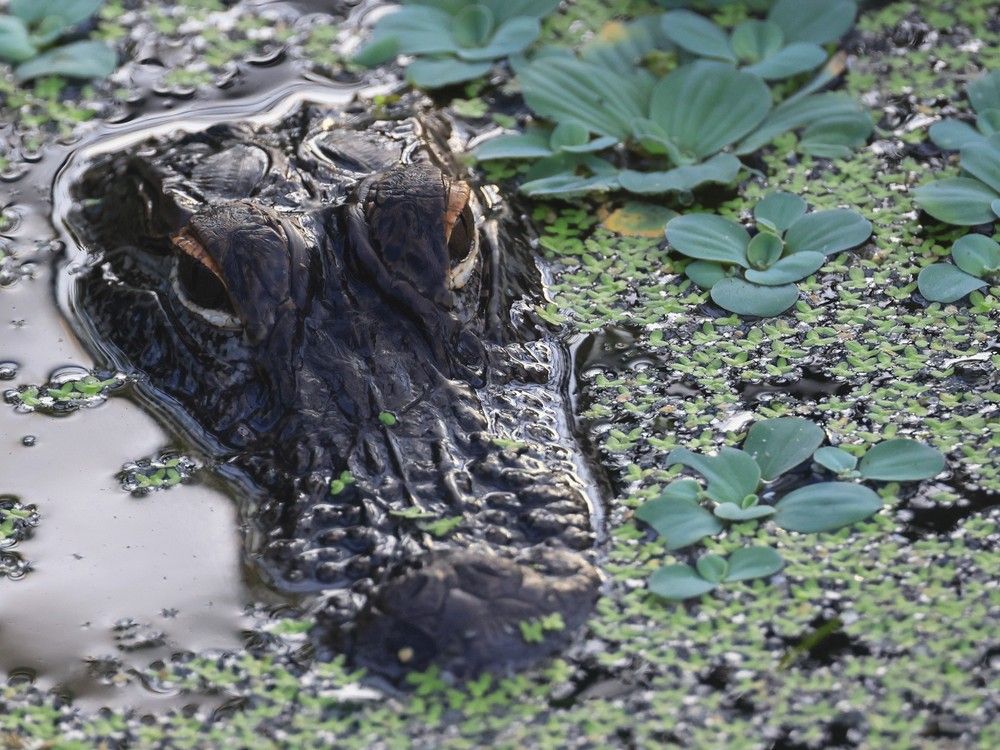 Alligator kills woman who was canoeing at popular Florida lake