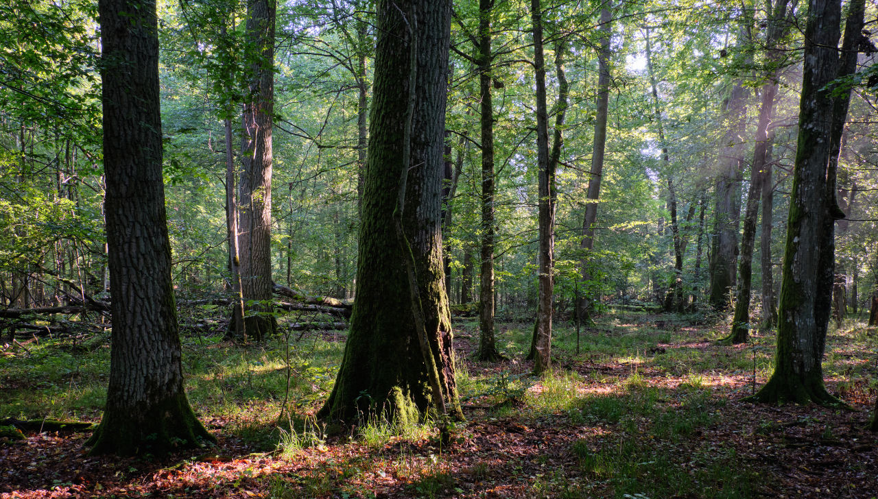 The Ultimate Nature Hike: A Walk Through a Primeval Forest