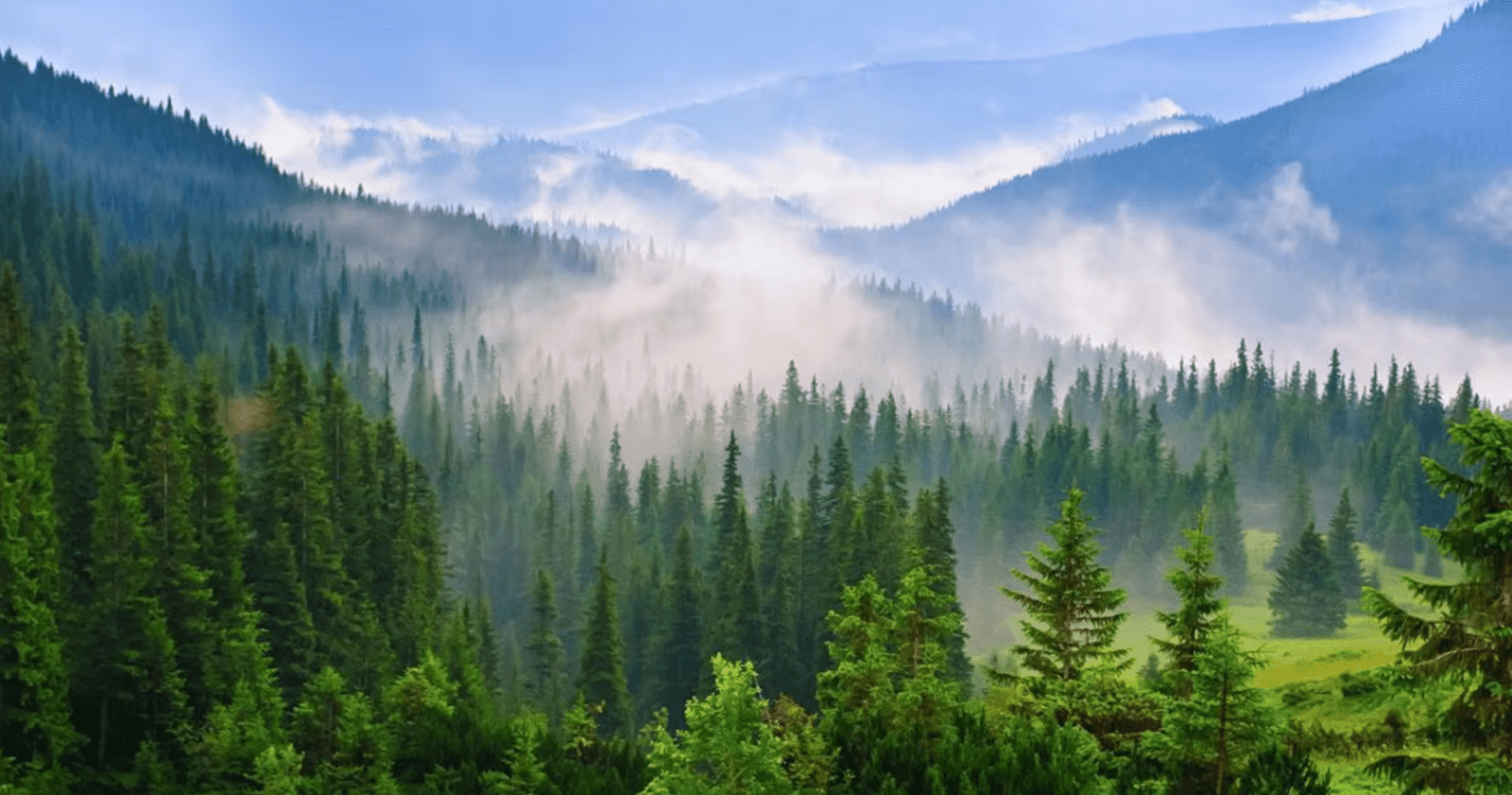 Worldwide increase in plant CO2 capture signals major climate shift