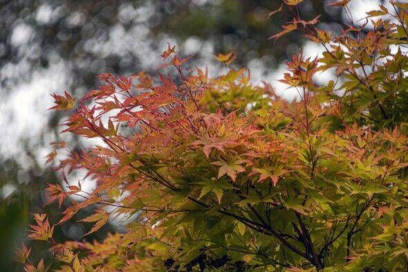 Gardeners advised to use easy DIY spray for healthy Japanese maples ...