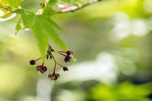 Gardeners advised to use easy DIY spray for healthy Japanese maples ...