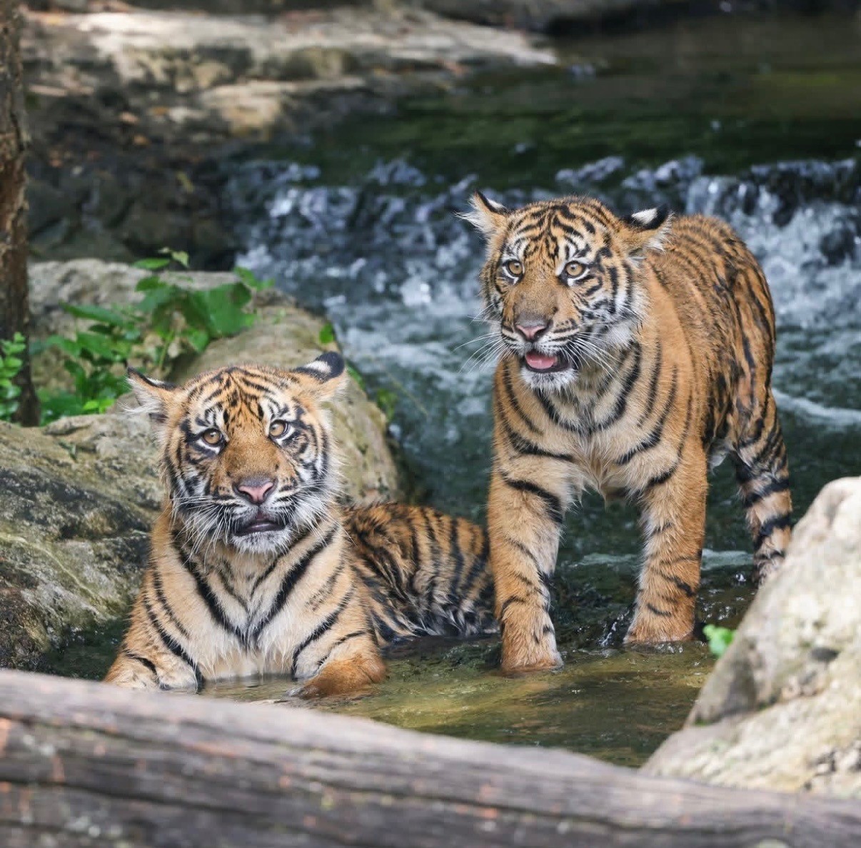 Two rare Sumatran tiger sisters are joining the Downtown Aquarium in ...