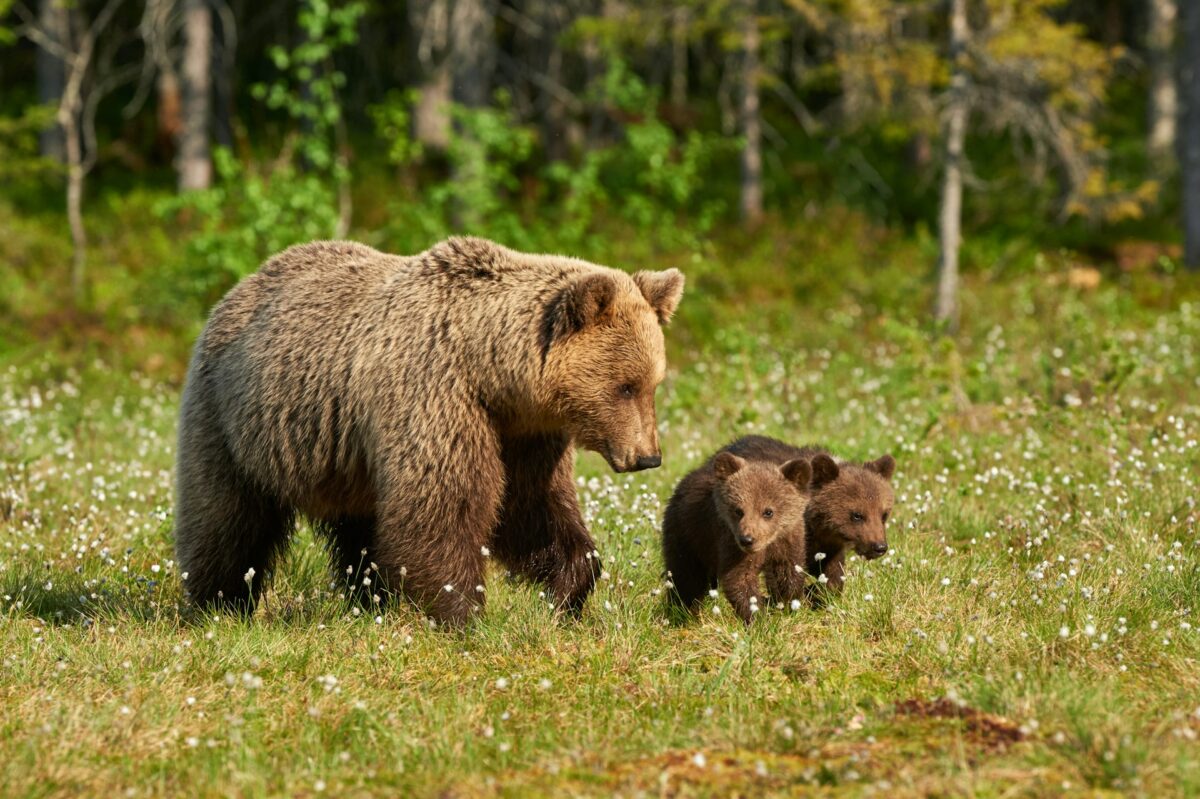 6 Weird Facts About Bears