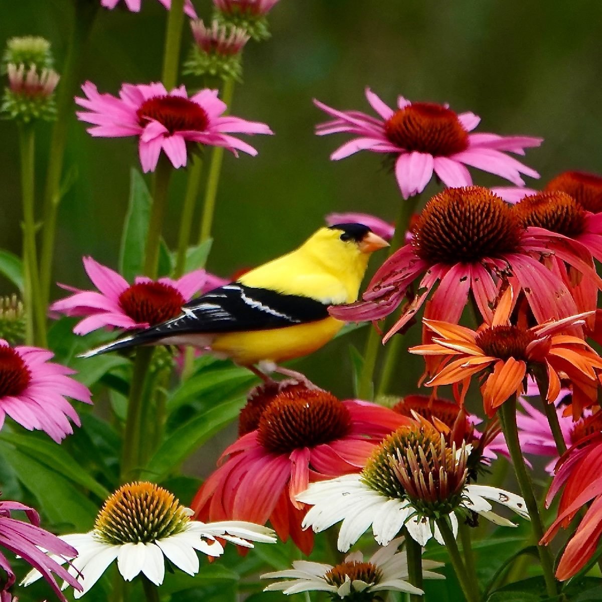 Bird Feeder Landscaping Ideas: Disguise the Brown Patch