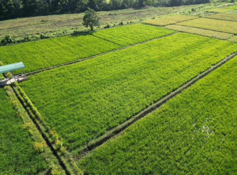 PhilRice to up production of zinc-rich rice