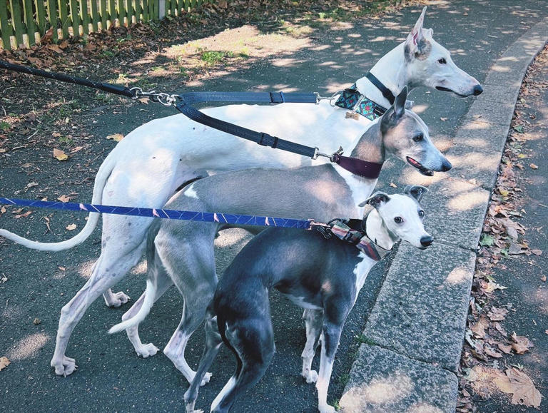 From trapped at home to walking down the aisle: how a dog called Gracie ...