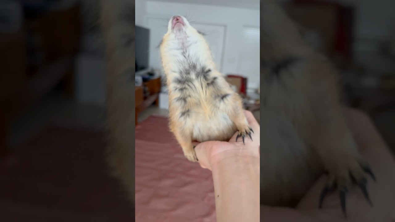 Cheery prairie dog performs hilarious 'wahoo' dance to start the week