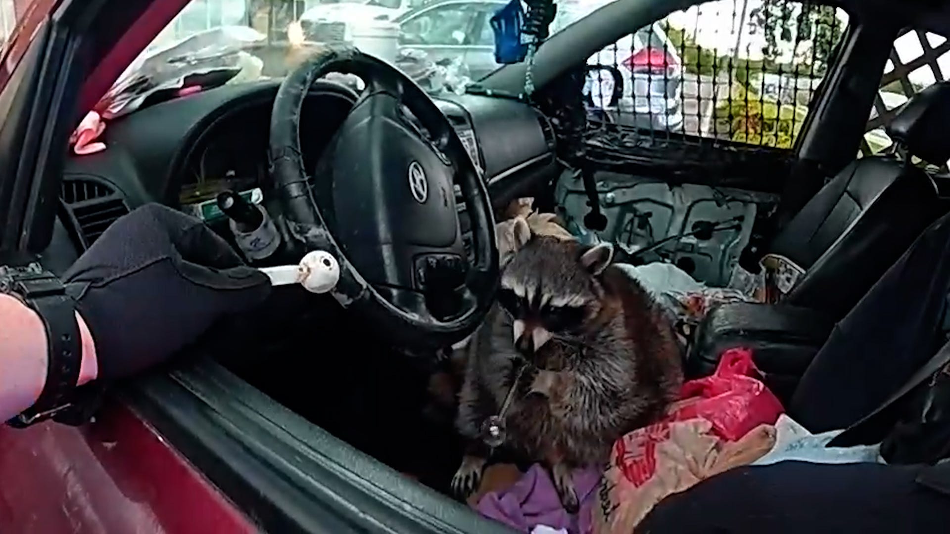 Not your average traffic stop: Watch video as police find raccoon with ...