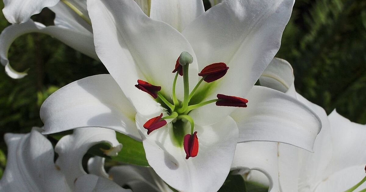 10 Gardening Tips For Growing A Lush Garden Of Lilies