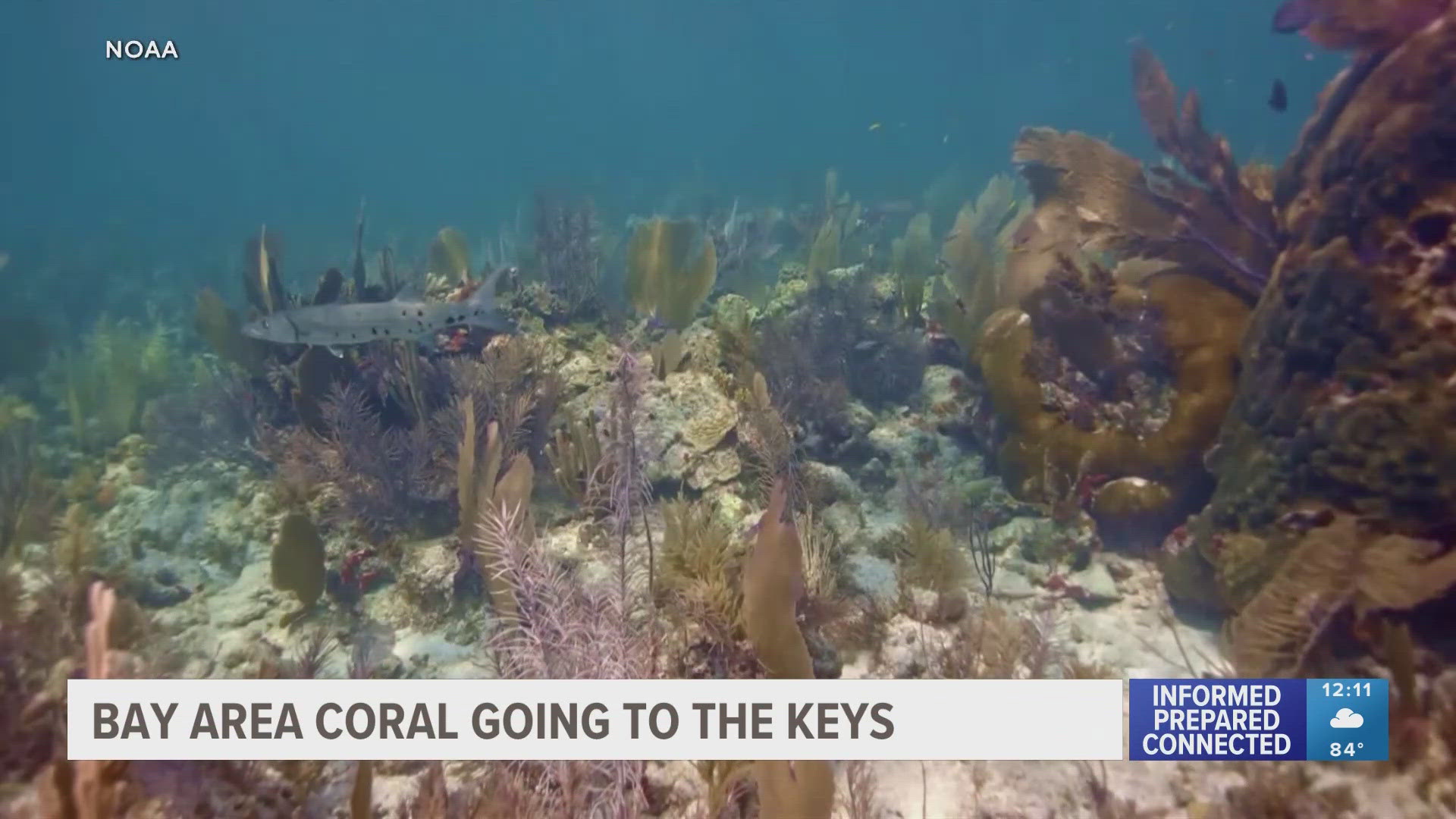 Corals born at Florida Aquarium head to Florida Keys