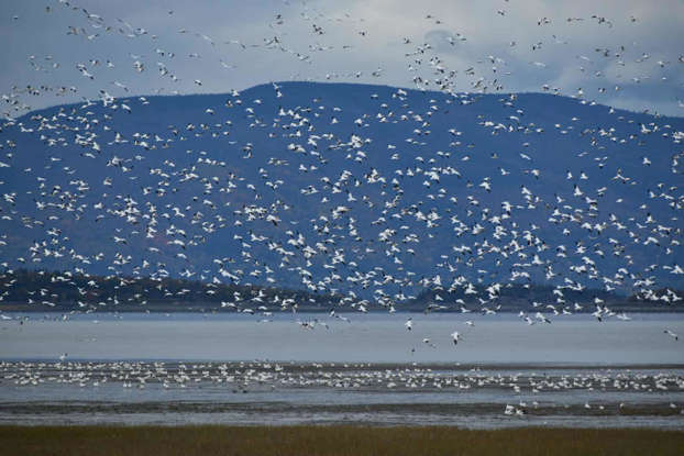 How Birds Navigate Without Maps How Birds Navigate Without Maps