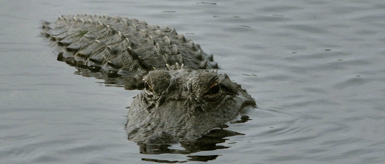 Woman Tragically Killed In Alligator Attack