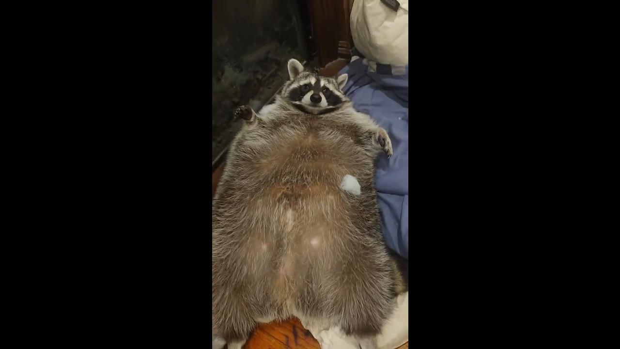 Big Raccoon Puff Ball