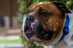 Rocky the Bulldog, 3rd Infantry Division’s live mascot to receive ...