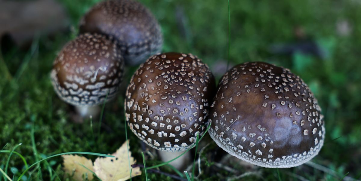 5 DANGEROUS Things Lurking in Your Lawn, According to Professional ...