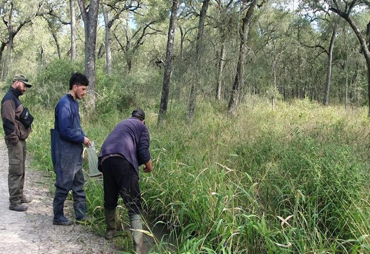 Argentina: descubren a una nueva especie de pez, un pequeño gigante oculto en los humedales