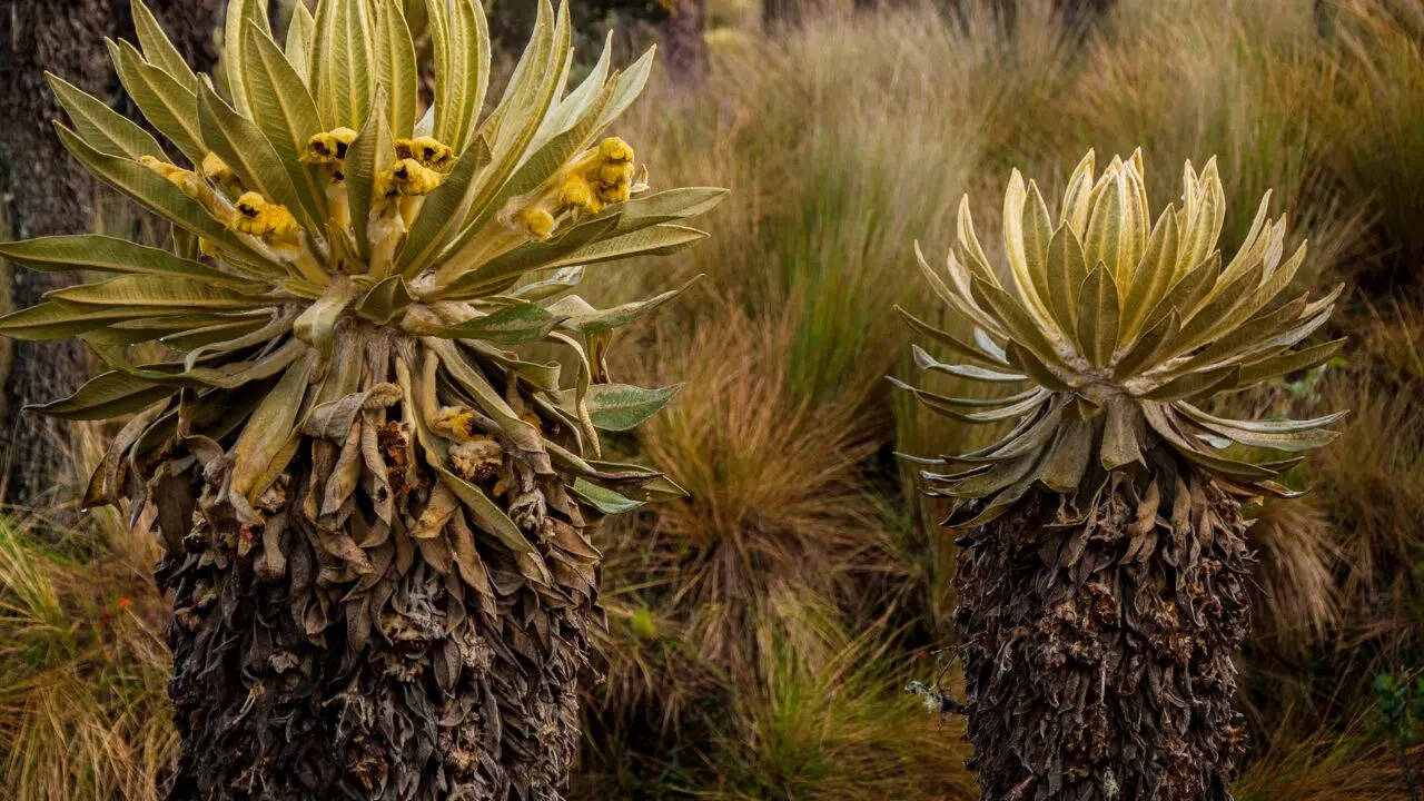 Unbelievable! 7 plants that look like humans and animals in the wild