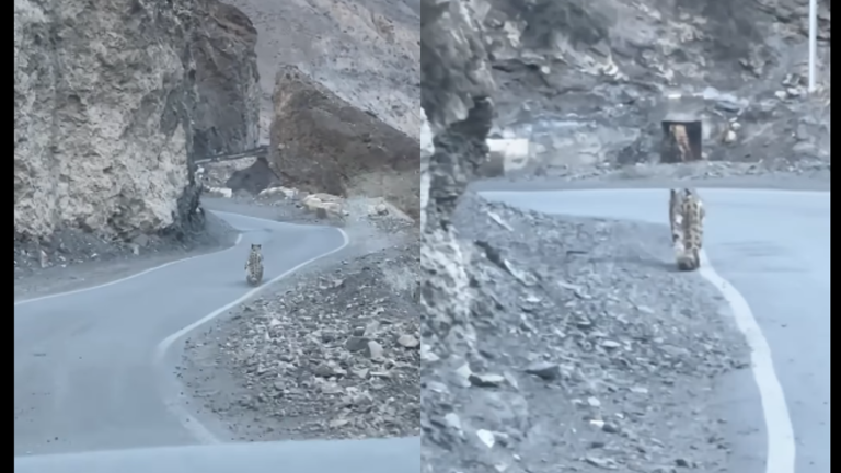 ‘Rare Snow Leopard Encounter’ Turns ‘Magical’ For Tourists Visiting Spiti Valley | Viral Video