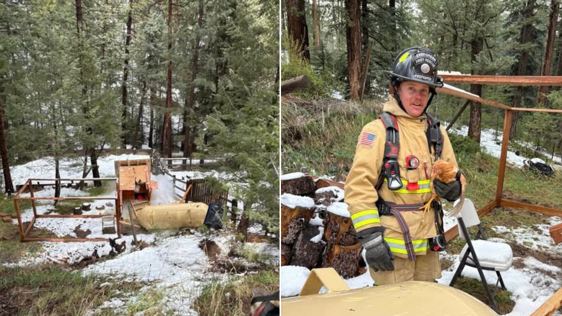 Chickens rescued by Colorado firefighters after propane tank rolls into ...