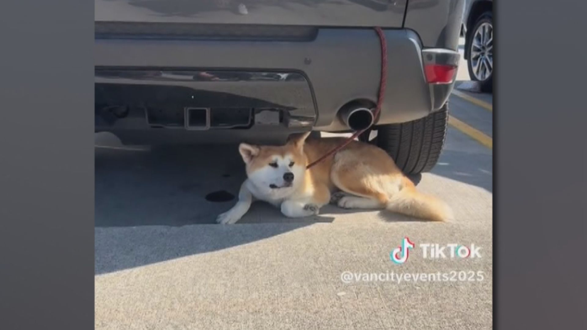 Burnaby dog owners fined for leaving dog tied tied to vehicle