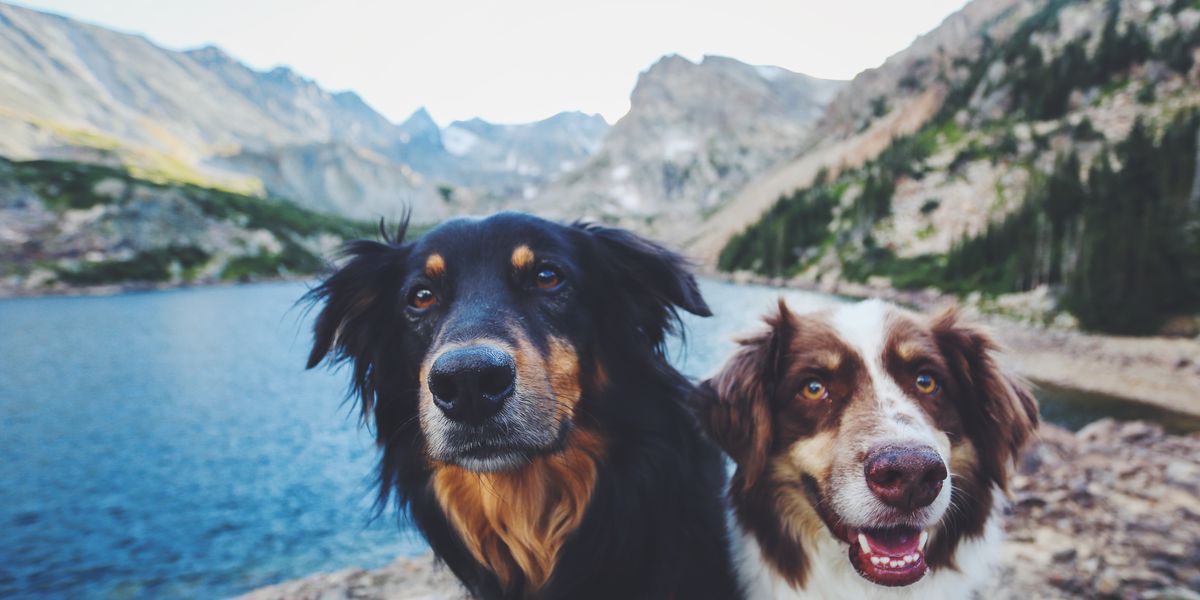 100 Old Lady Dog Names That Are So Vintage and Timeless, They're Cool Again