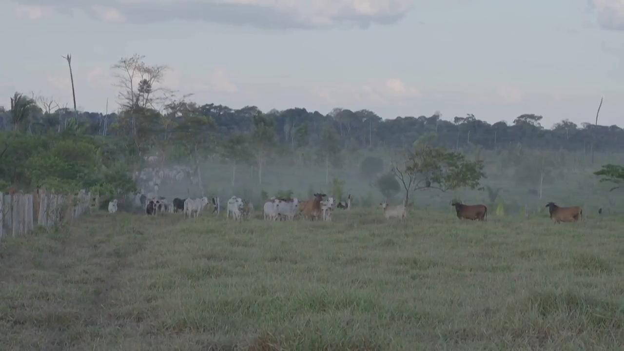 A Brazil state's law grants amnesty to illegal Amazon cattle ranchers