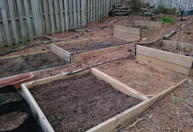 Gardener shares ancient planting technique to easily grow plants in ...