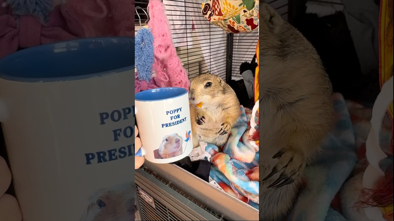 This prairie dog’s bold “wahoo” moment feels like a whole movement