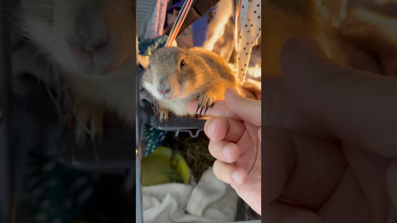 This prairie dog’s wahoo Wednesday energy is worth the wait