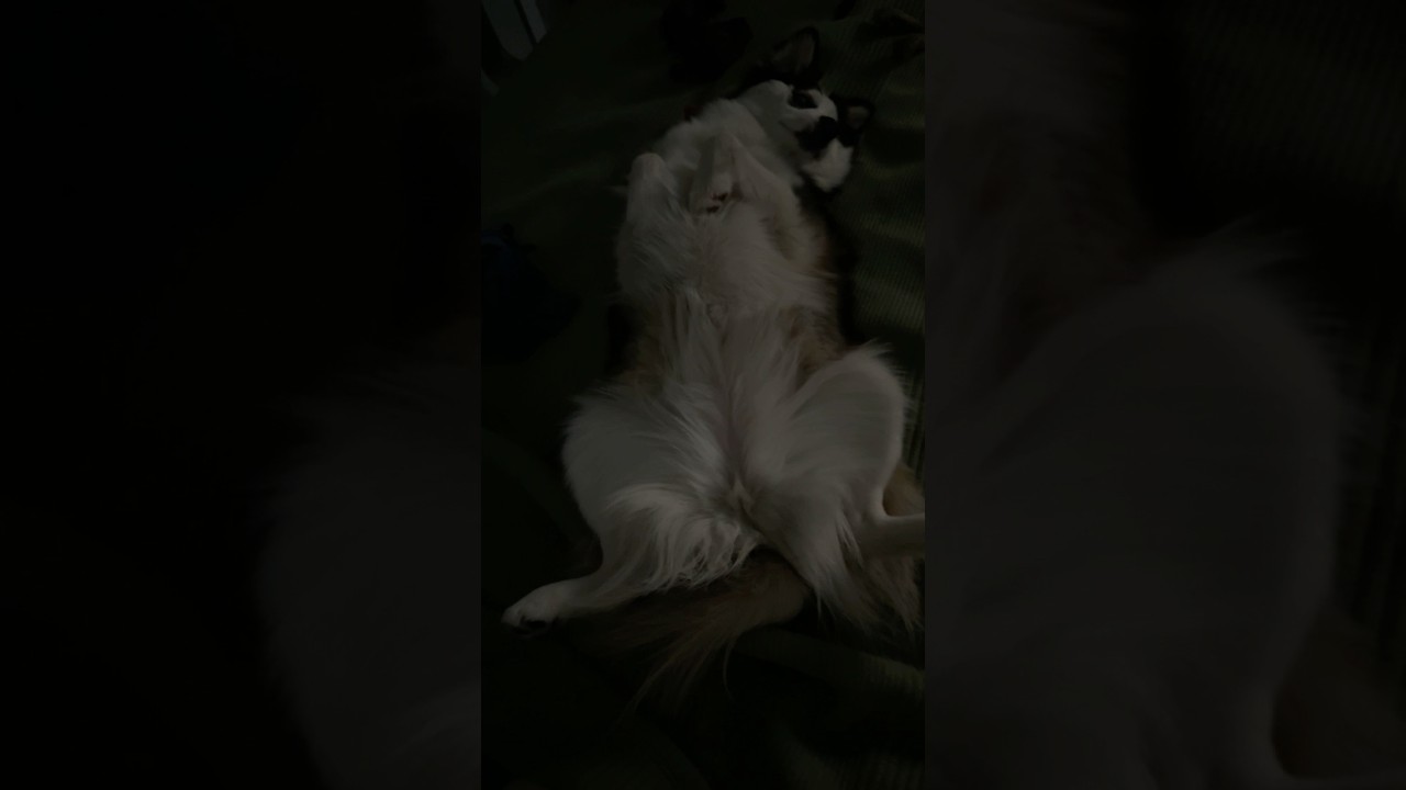 A Pomsky that is surprisingly bad at snuggling