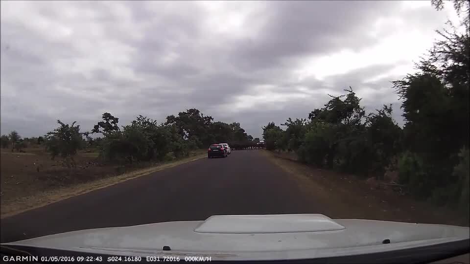 Stampede of Buffalo Crash into Car