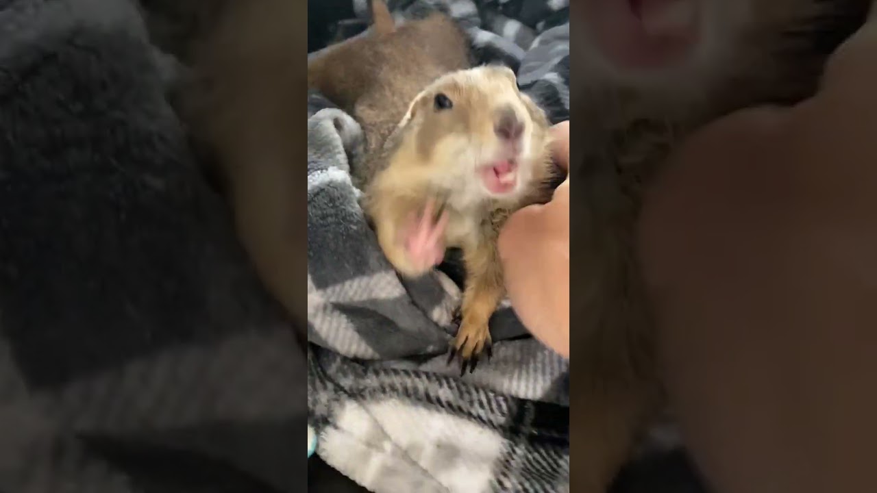 Say Big Stretch with Poppy the Prairie Dog