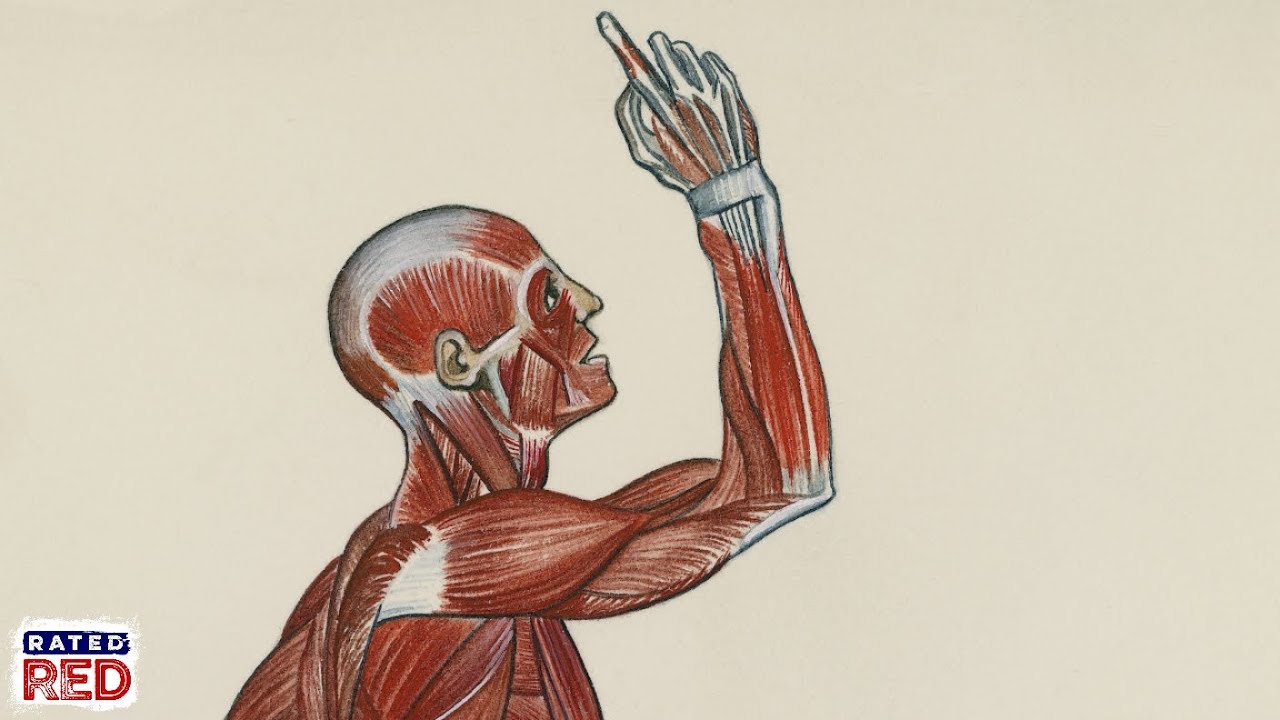 Scientists Create Lab-Grown Muscle With Epic Potential