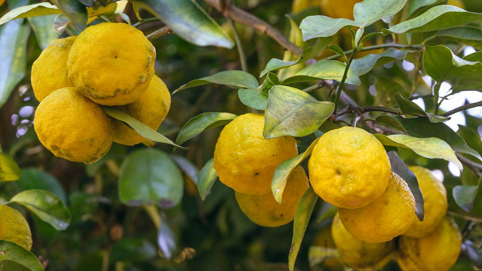 How to grow yuzu – for an attractive and fragrant cold-hardy citrus ...