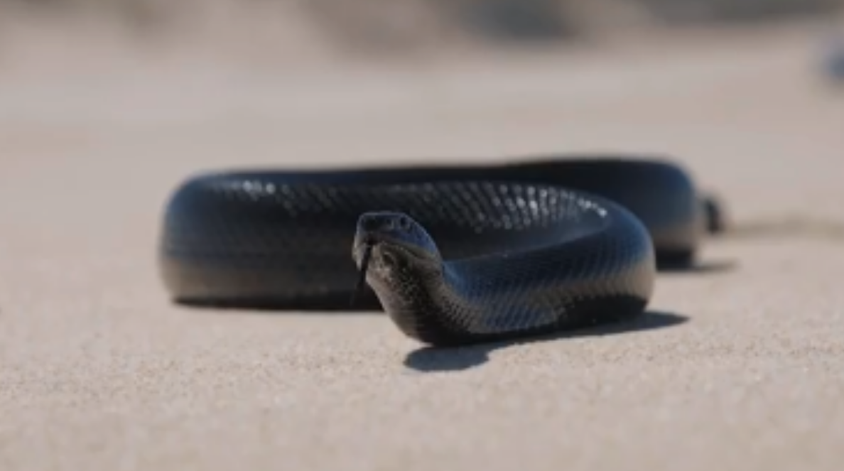 Black Mamba vs Human: What Really Happens in a Face-Off