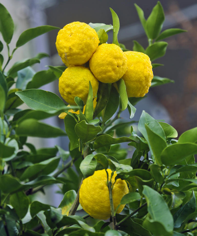 How to grow yuzu – for an attractive and fragrant cold-hardy citrus ...