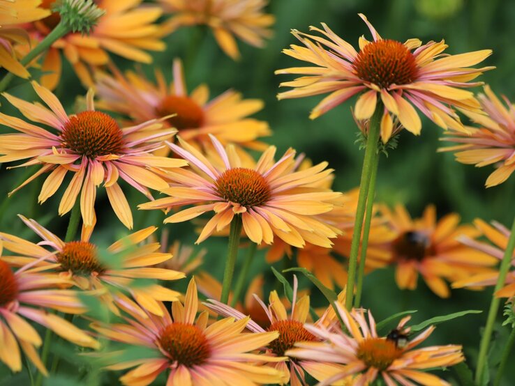 Sandiger Boden? Diese 4 Stauden gedeihen dort wie von selbst