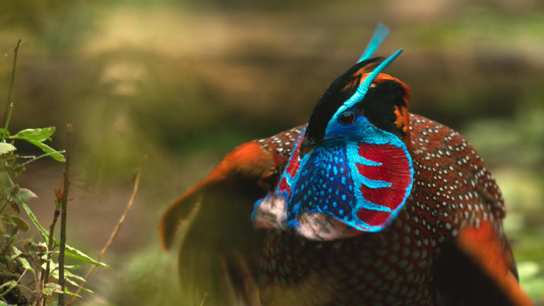 David Attenborough rejects 'national treasure' title