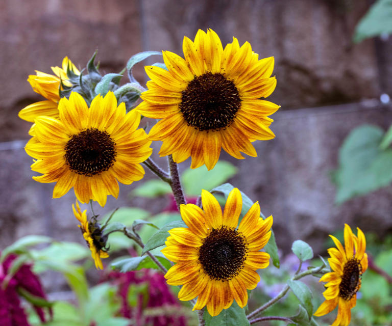 How to grow sunflowers in pots – experts reveal 5 key steps for ...