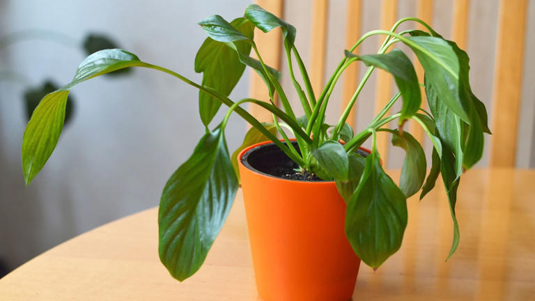 Peace lily leaves drooping? 3 causes and quick fixes