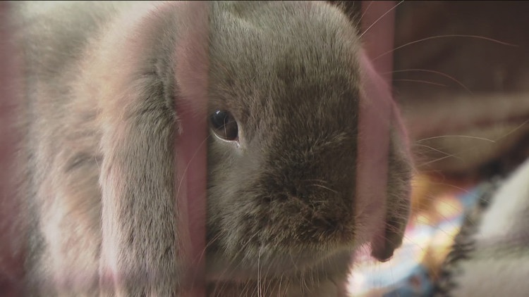 San Diego non-profit rabbit rescue fights suspected online scam