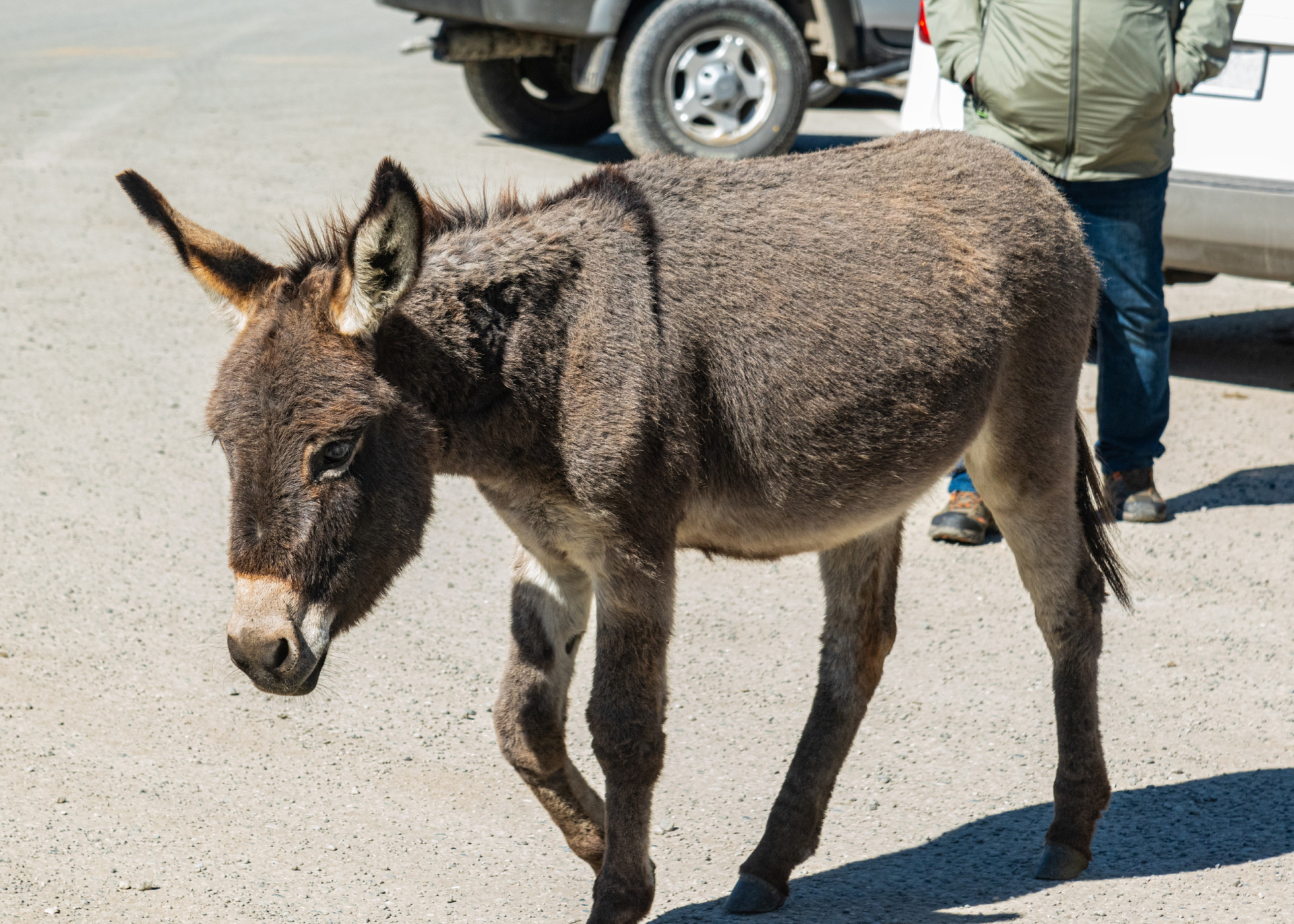 More than just stubborn: adorable facts about donkeys