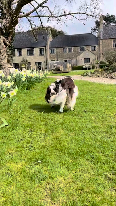 Dog Tries to Catch Their Own Tail