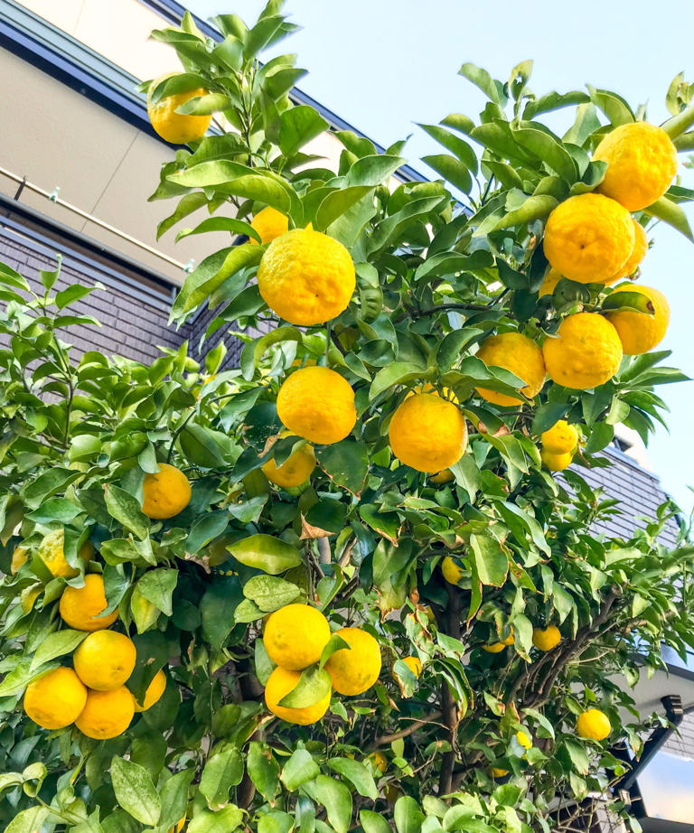 How to grow yuzu – for an attractive and fragrant cold-hardy citrus ...