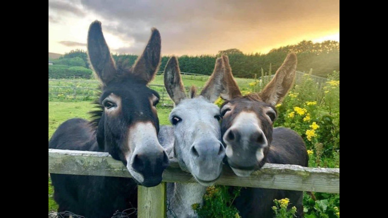 Happy World Donkey Day! Adorable Donkey Stickers, Videos & Pictures ...