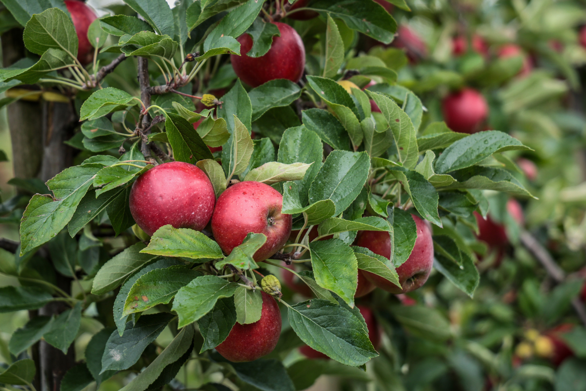 Allt sämre näringsvärde i frukt och grönsaker