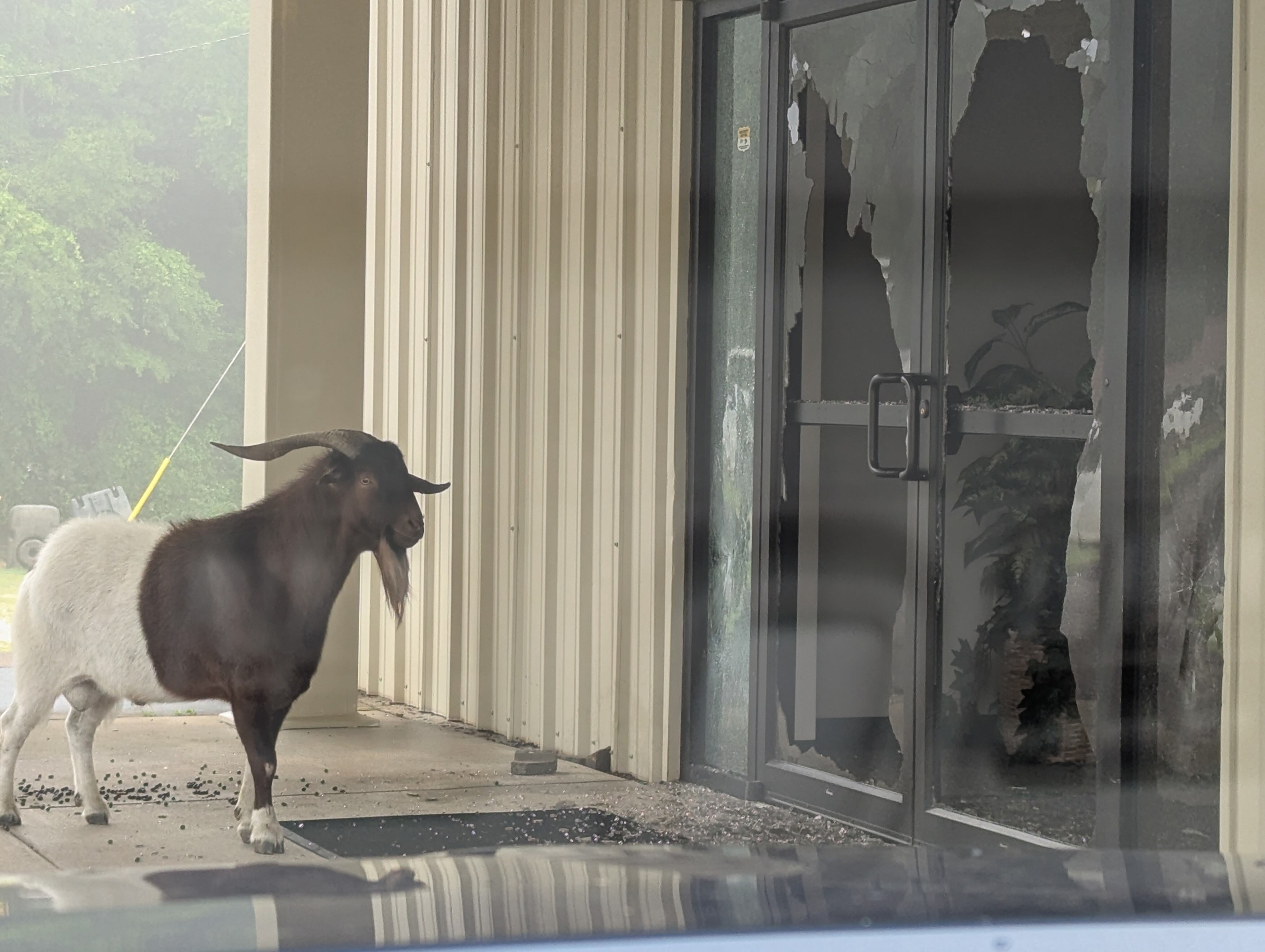 Goat evades capture after burglarizing Troup church