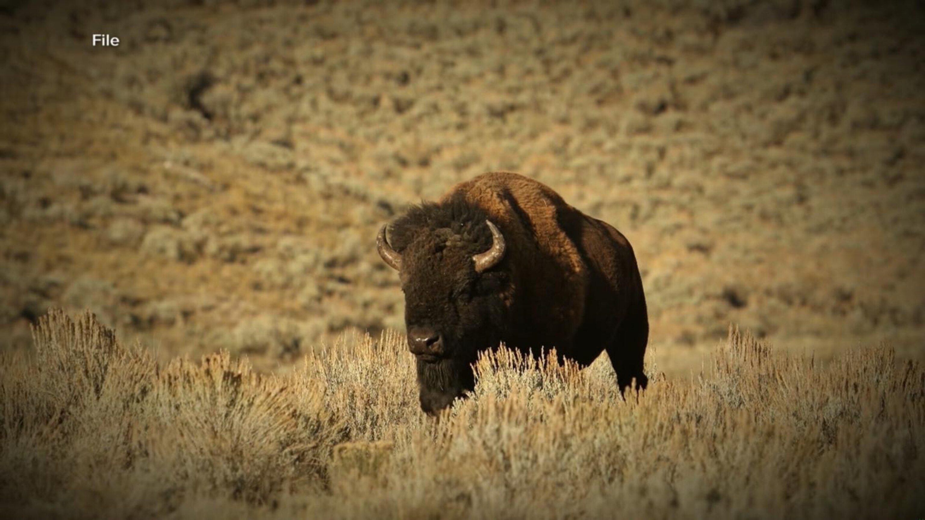 Florida man gored by bison at Yellowstone park