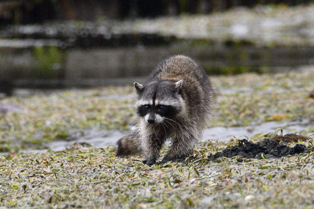 Here’s How To Identify What Animal Is Digging Holes In Your Yard
